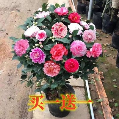 【原盆土】山茶花盆栽四季茶花好养耐寒浓香型四季植物五色香妃