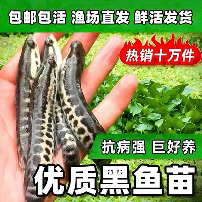乌鳢黑鱼苗淡水养殖活体批发
