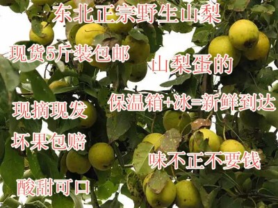 东北野生梨野山2500g斤装包邮
