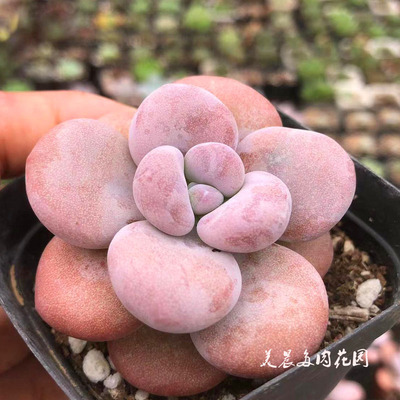 花卉绿植盆栽创意生活新手