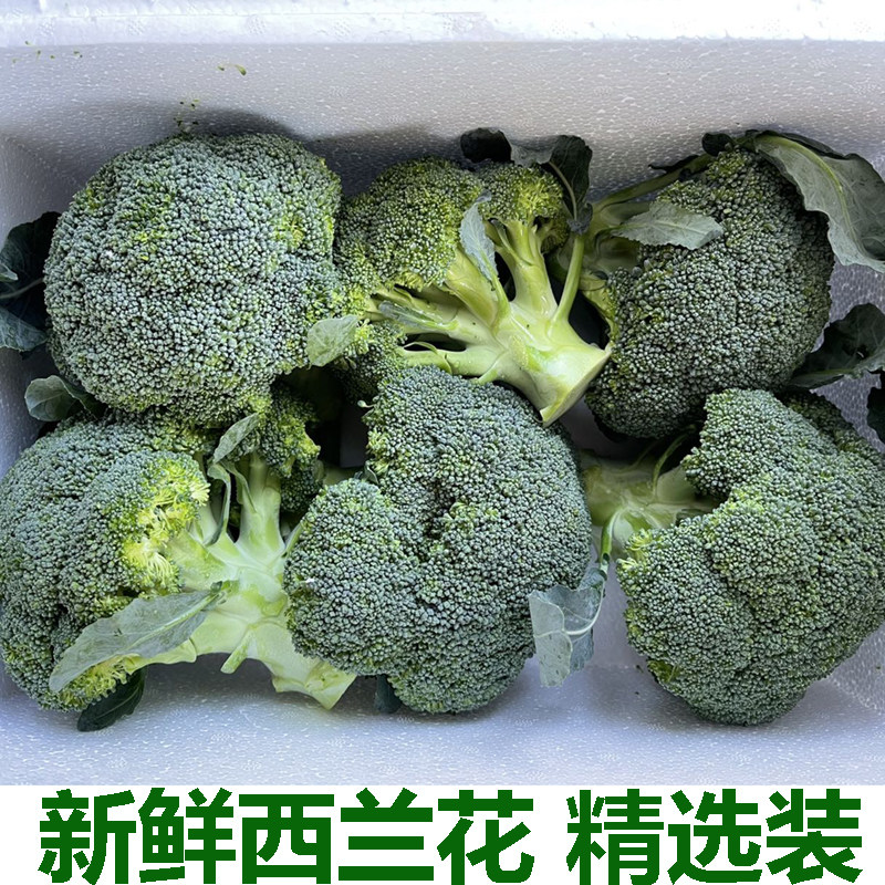 湖北新鲜西兰花农家现摘西蓝花菜花青花菜绿花菜花椰菜花菜包邮