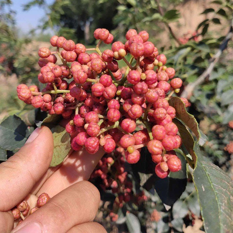新鲜花椒湖北宜昌红花椒现摘大红袍生鲜花椒特麻新鲜湿花椒包邮