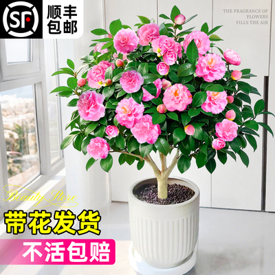 香妃山茶花树苗四季花卉盆栽