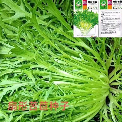 扇形小碎叶苦苣种子苦菊菜籽盆栽蔬菜种子春秋四季播生菜青菜种子