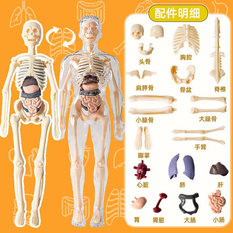 人体结构模型医学仿真内脏解剖器官3d可拆卸拼装躯干儿童科教玩具