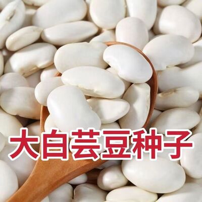 【500g】大白芸豆种子 云南大白豆白扁豆特大白芸豆新豆种子散装