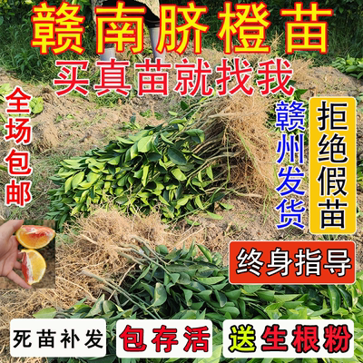 赣南脐橙苗血橙5年老店产地直发