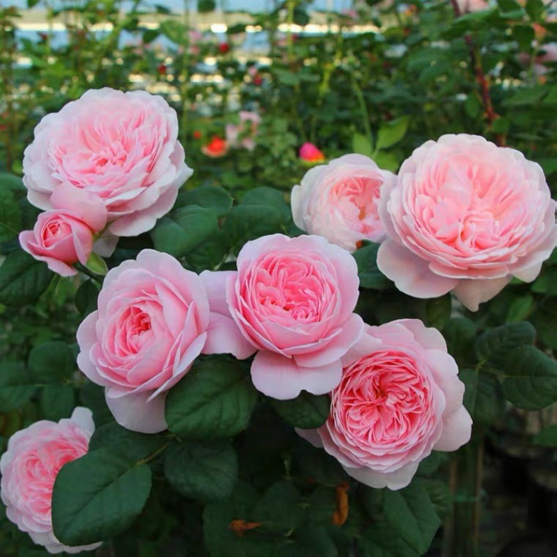 月季特大花浓香果汁阳台庭院花卉植物盆栽蔷薇四季玫瑰花苗带花苞