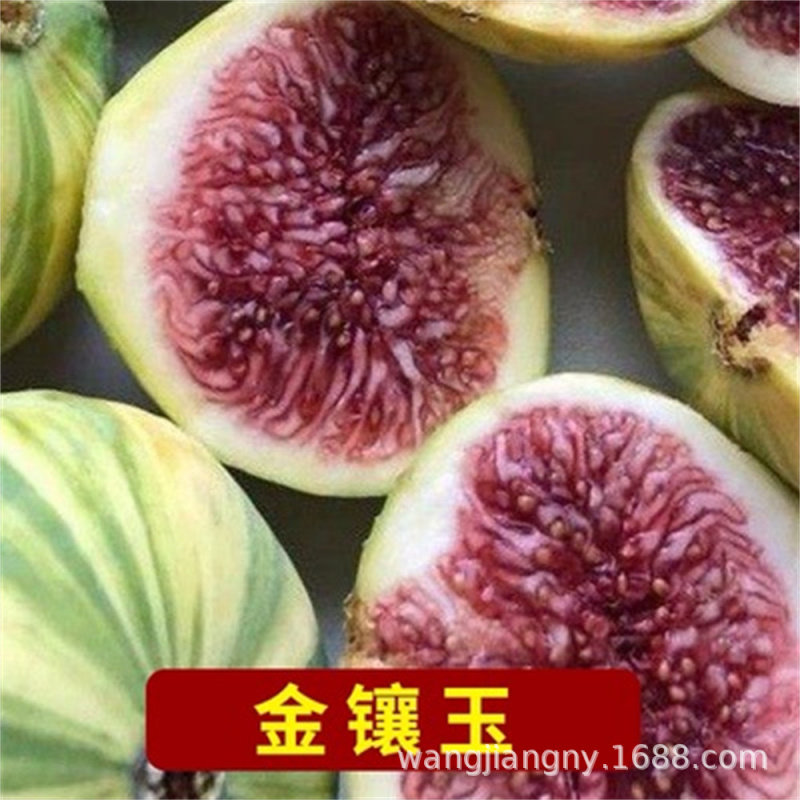 草莓维尔特无花果苗糖心耐寒盆栽庭院地栽南北方种植当年结果树苗