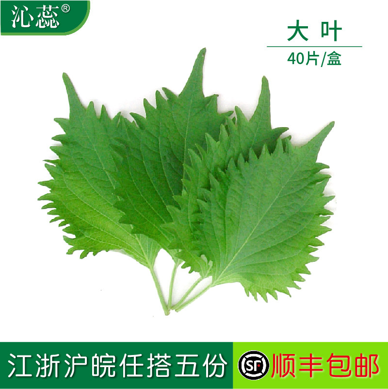 【沁蕊】新鲜大叶绿紫苏叶新鲜苏子叶1盒约40片日式新鲜紫苏叶