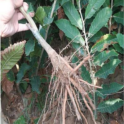 板栗苗云南板粟树苗嫁接板栗苗风粟毛粟子树苗粉栗果树苗板粟树苗