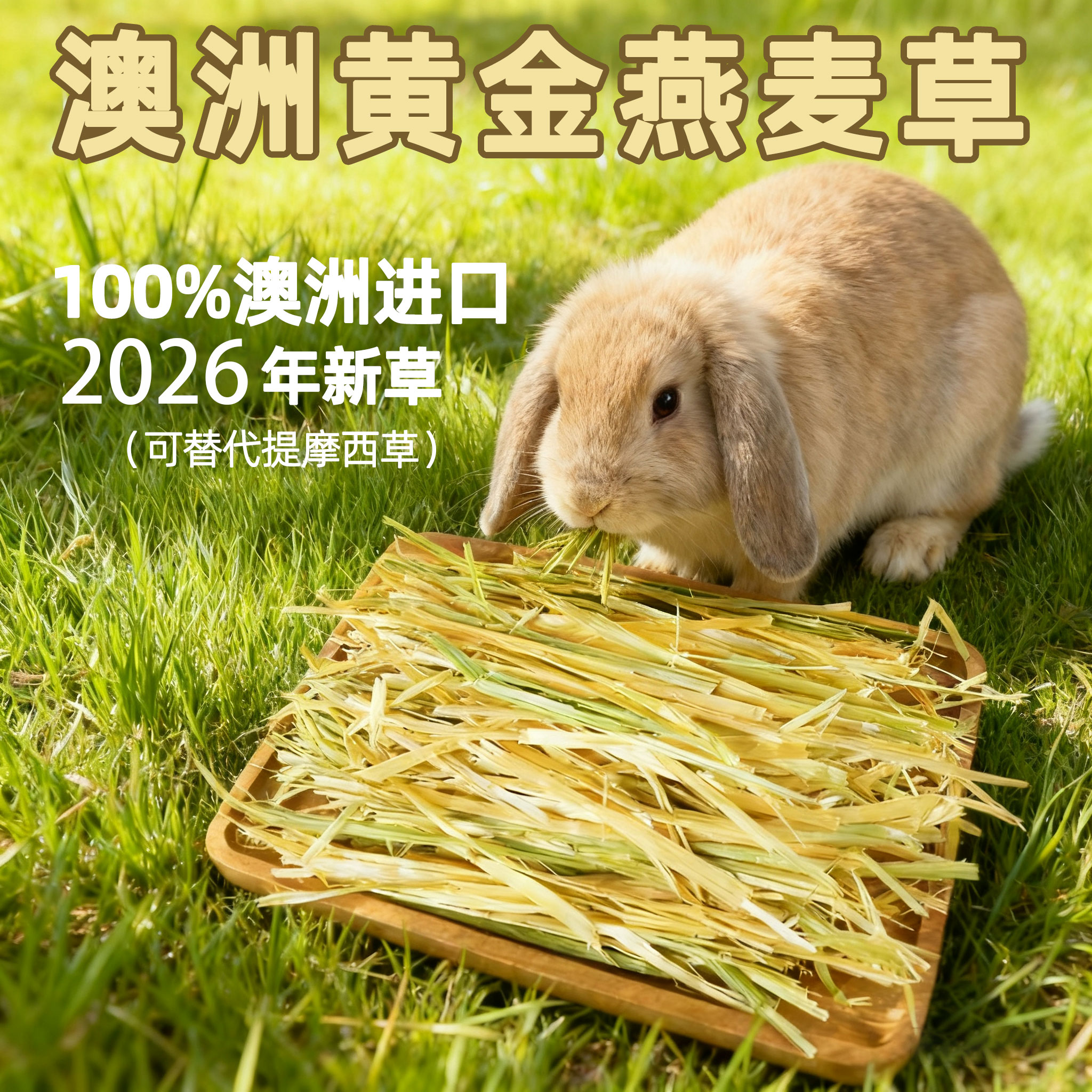 新草手挑澳麦草进口澳洲黄金燕麦草兔兔干草龙猫豚鼠荷兰猪粮饲料