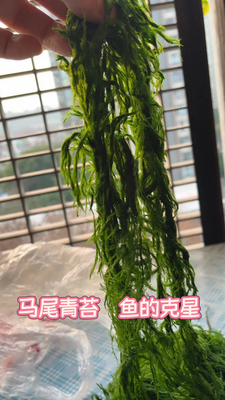 淡水青苔新鲜溪流钓饵