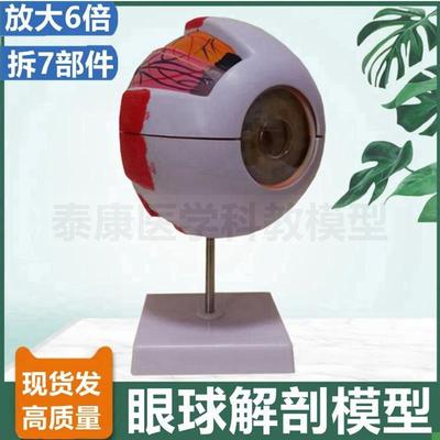 人体眼睛解剖模型放大6r倍拆卸晶状体玻璃体眼底结构白内障青光眼