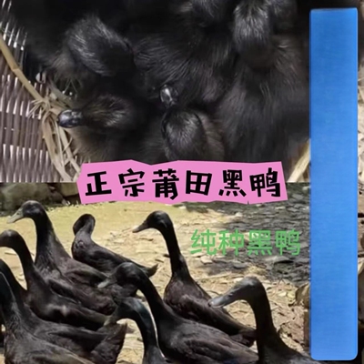 【福建直发】正宗莆田黑鸭水鸭黑壳蛋旱鸭观赏宠物鸭京东包邮包活
