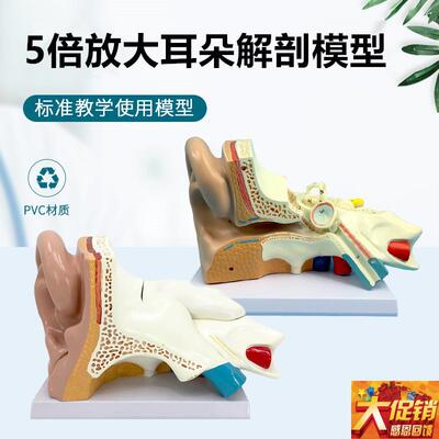 5倍放大耳模型 耳朵p解剖结构 内耳迷路 耳鼻喉科人体听觉系统模