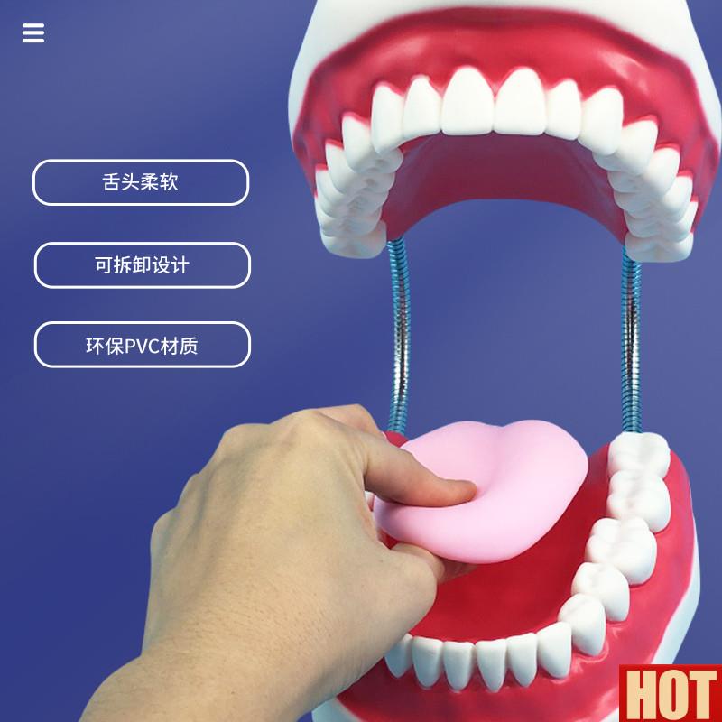 儿园牙齿护理牙教学 人体牙齿模型护理H6倍放大口腔模型牙齿示教