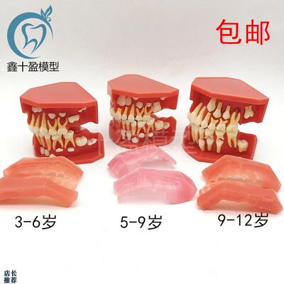 儿童乳牙替换牙齿模型乳恒牙交替3个阶段J口腔5-9髓牙列发育模型