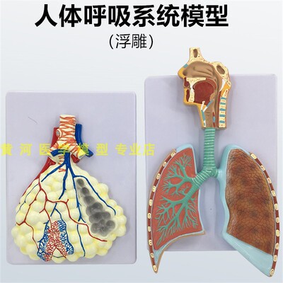 人体肺泡a放大模型 人体肺解剖模型 人体呼吸系统浮雕模型 肺模型