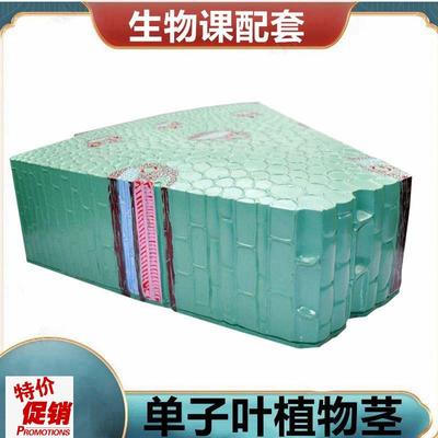 单子叶植物茎模型双子叶t桃花小麦花植物根尖芽结构胚发育过程