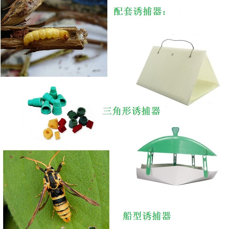 葡萄透翅蛾诱芯 昆虫信息素 昆虫引诱剂 性诱剂 诱捕器 绿色杀虫