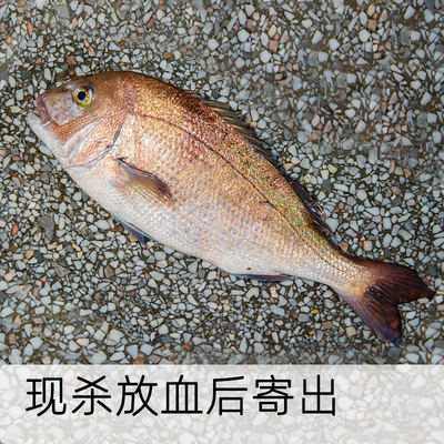 养殖真鲷鱼东山岛海鲜水产