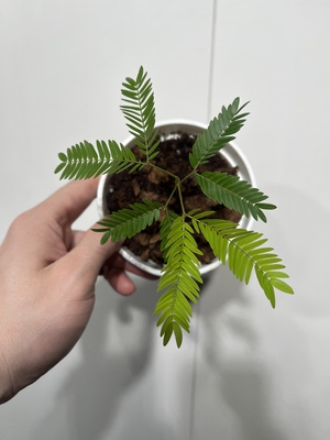 小植之家 密叶猴耳环 图4品相随机一颗