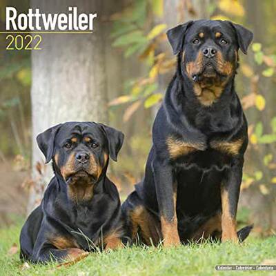 【预订】Rottweiler 2022 Wall Calendar 9781839412066