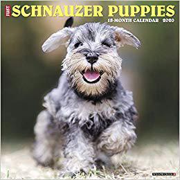 【预售】Just Schnauzer Puppies 2020 Wall Calendar (Dog Breed Calendar)