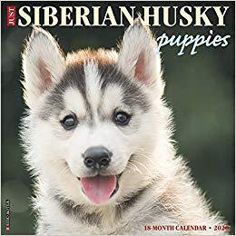 【预售】Just Siberian Husky Puppies 2020 Wall Calendar (Dog Breed Calendar)