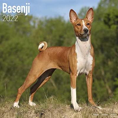 【预订】Basenji 2022 Wall Calendar 9781839411298
