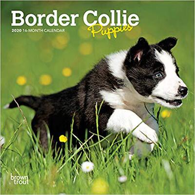 【预售】Border Collie Puppies 2020 Mini 7x7