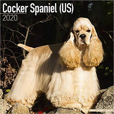 【预售】Cocker Spaniel (US) Calendar 2020