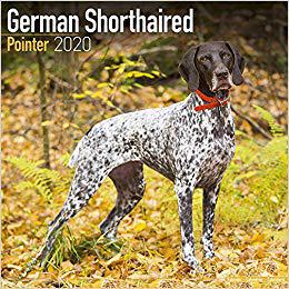 【预售】German Shorthaired Pointer Calendar 2020