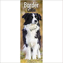【预售】Border Collie Slim Calendar 2020