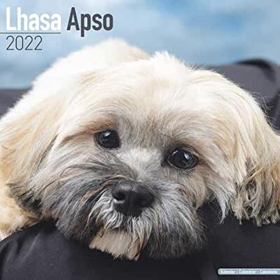 【预订】Lhasa Apso 2022 Wall Calendar 9781839411878