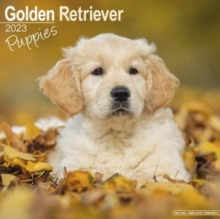 【预订】Golden Retriever Puppies 2023 Wall Calendar 9781839417757