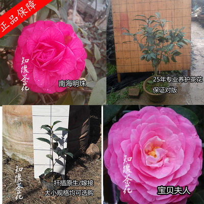 宝贝夫人南海明珠原生巨型花扦插