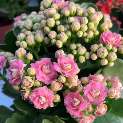 重瓣长寿花克里斯蒂变色龙