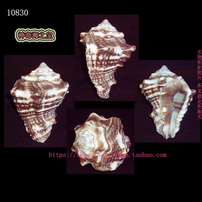 天然海螺贝壳标本收藏水族箱装饰