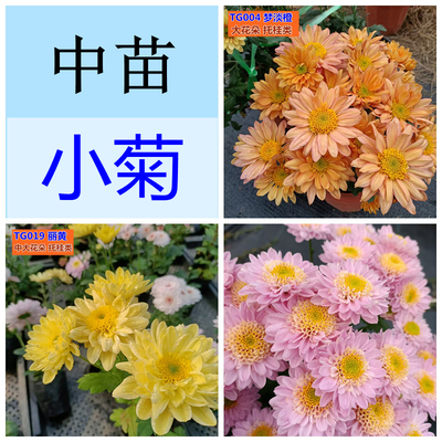 中苗小菊花谢了（老根/断头，断枝，冻伤不售后，不能接受不要拍