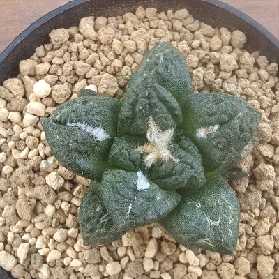 龟甲牡丹502实生块根植物仙人球一物一拍精品拍摄于250105