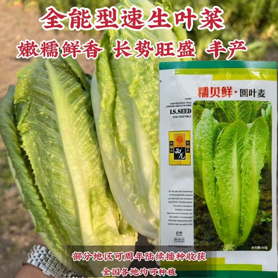 圆叶麦种子 速生型蔬菜种子嫩糯鲜香莴苣类叶菜类种子 原装20克
