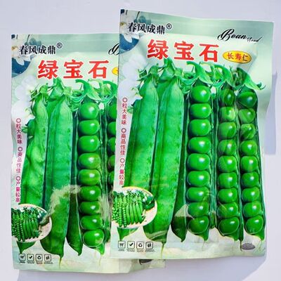 绿宝石长寿仁豌豆种子蔓生白色花抗白粉病荷兰豆翠绿长寿仁种籽