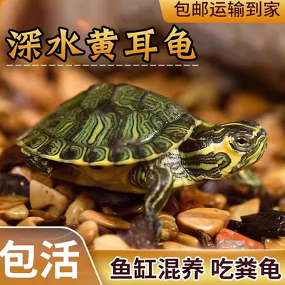 会吃粪便的龟深水鱼缸混养包活