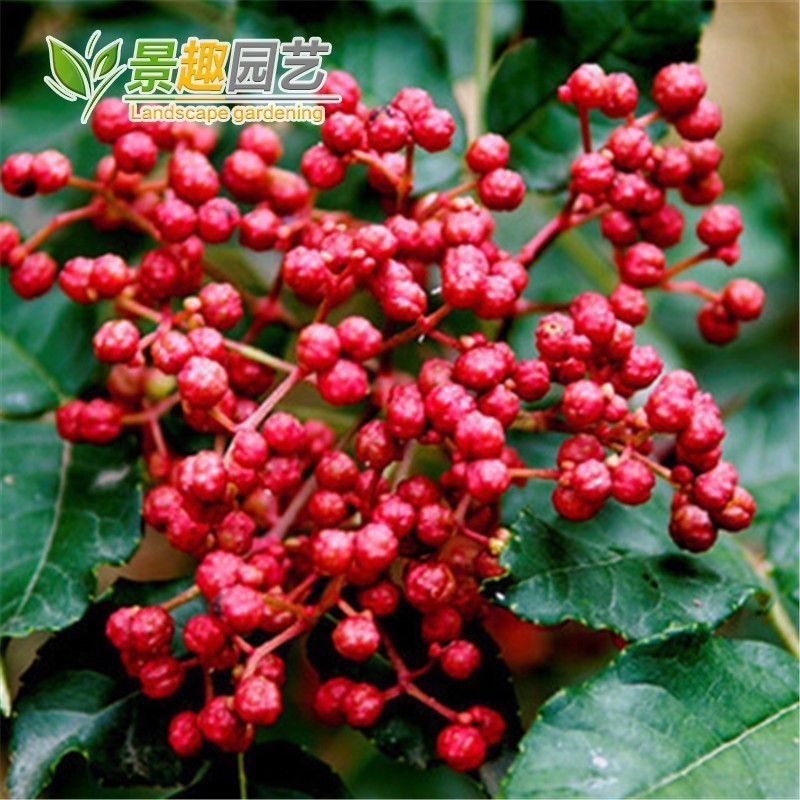 四季播种花椒种子大红袍山椒红椒麻椒川花椒树刺篱笆阳台庭院家庭