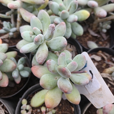 刘家花坊  苹果奶多肉    精品老桩批发基地  室内室外清新绿植