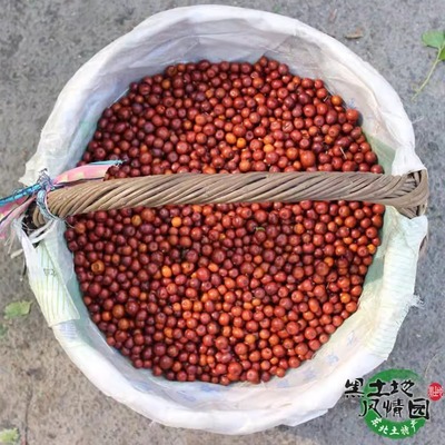 朝阳野生山枣山枣酸枣