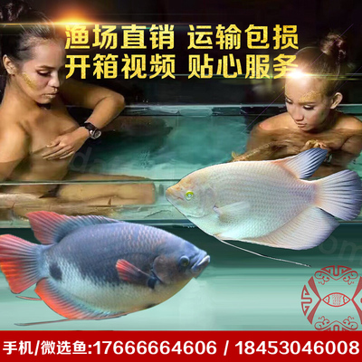 黑眼红眼招财鱼风水鱼黄金古代战船红尾热带淡水观赏鱼活体包邮