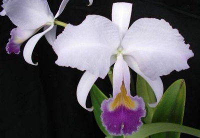 卡特兰原卡蓝特里 Cattleya trianaei  coerulea   x sib室内